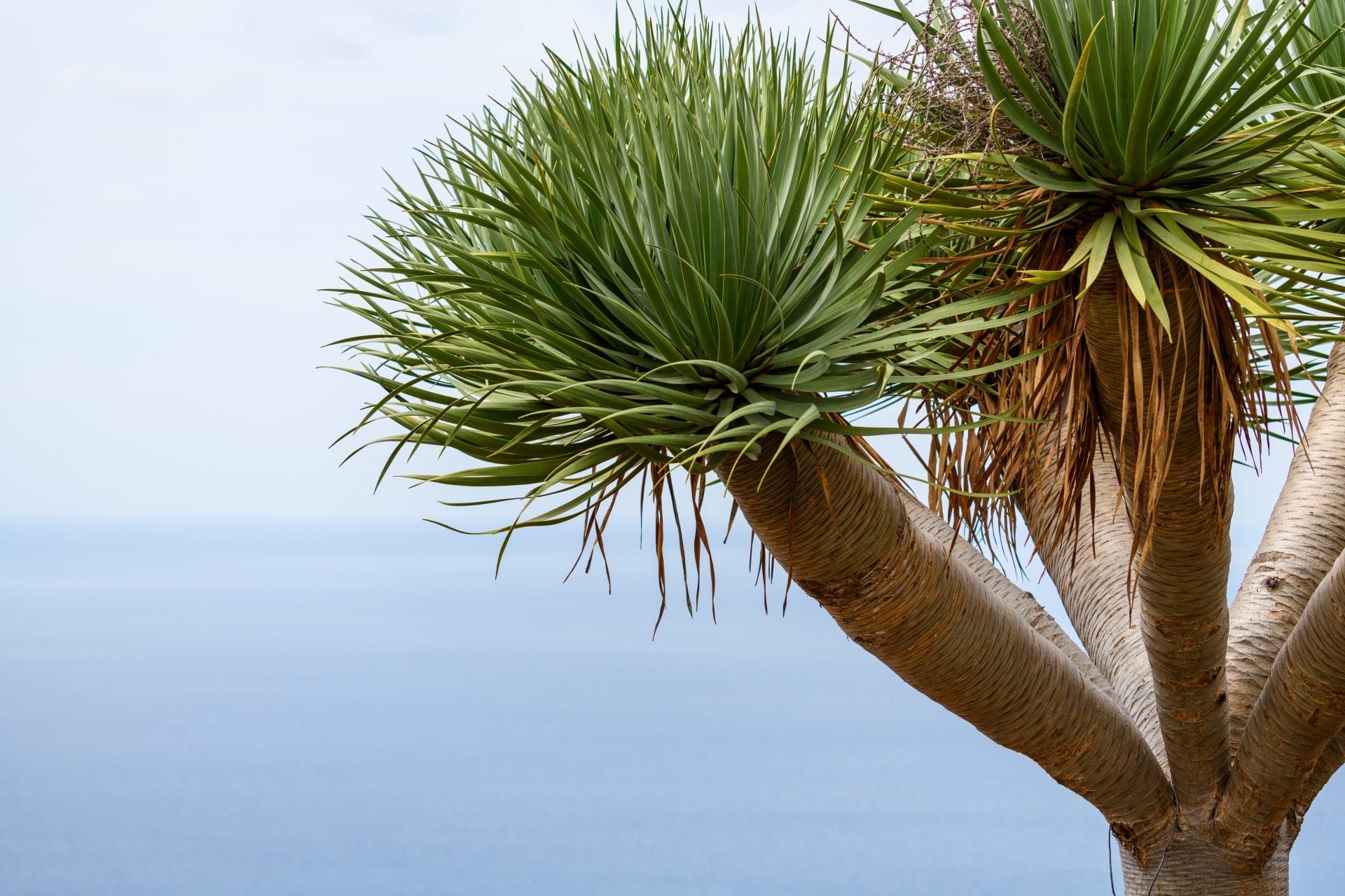 Endangered Dragon Tree of Macaronesia - Tukway